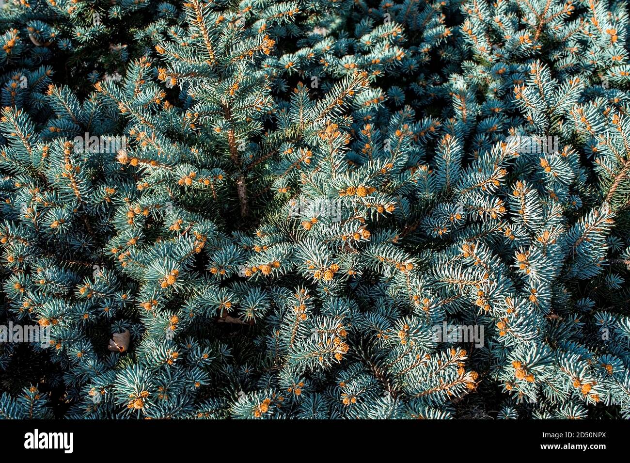 Small cones hi-res stock photography and images - Alamy