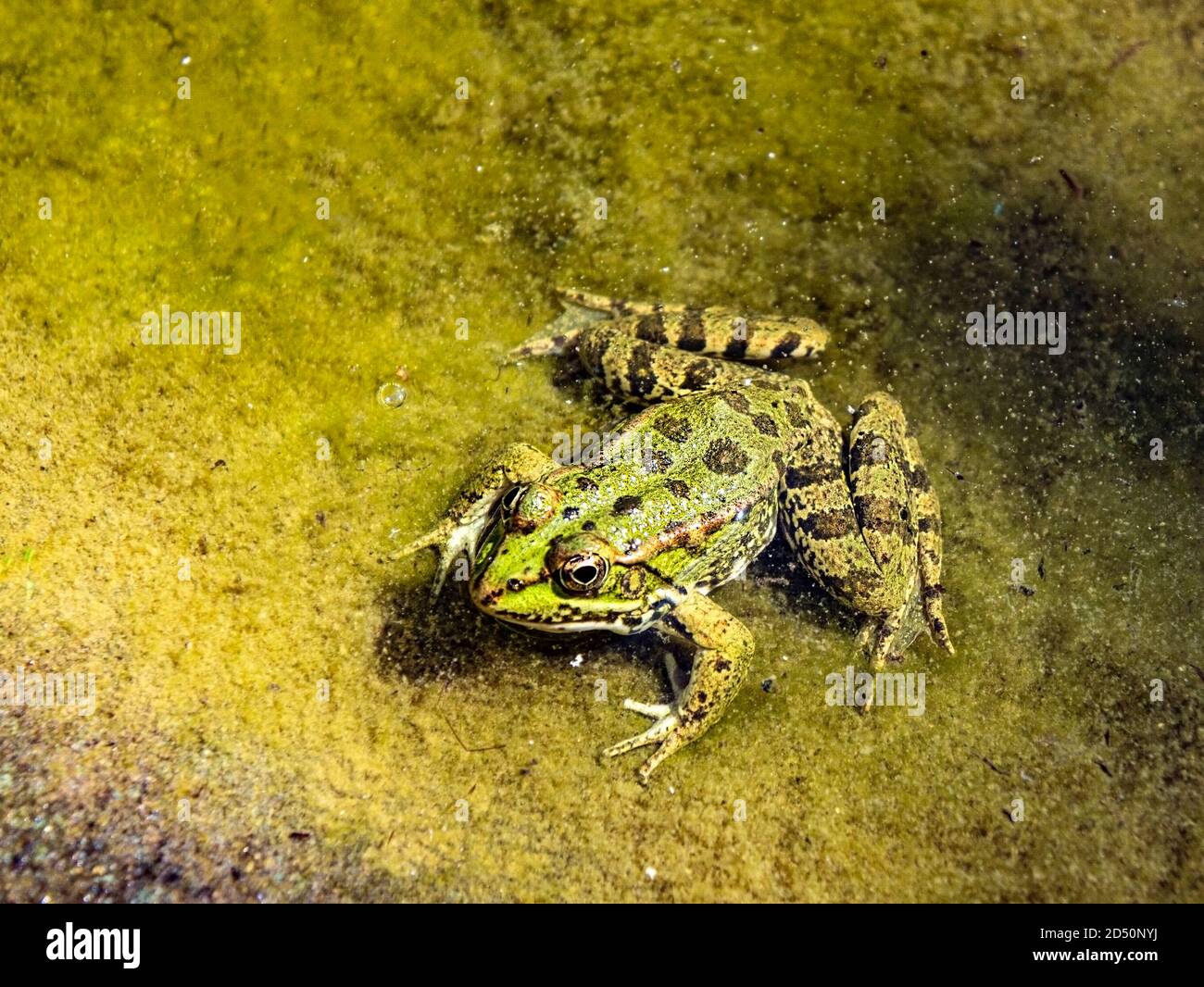 Green puddle frog hi-res stock photography and images - Alamy