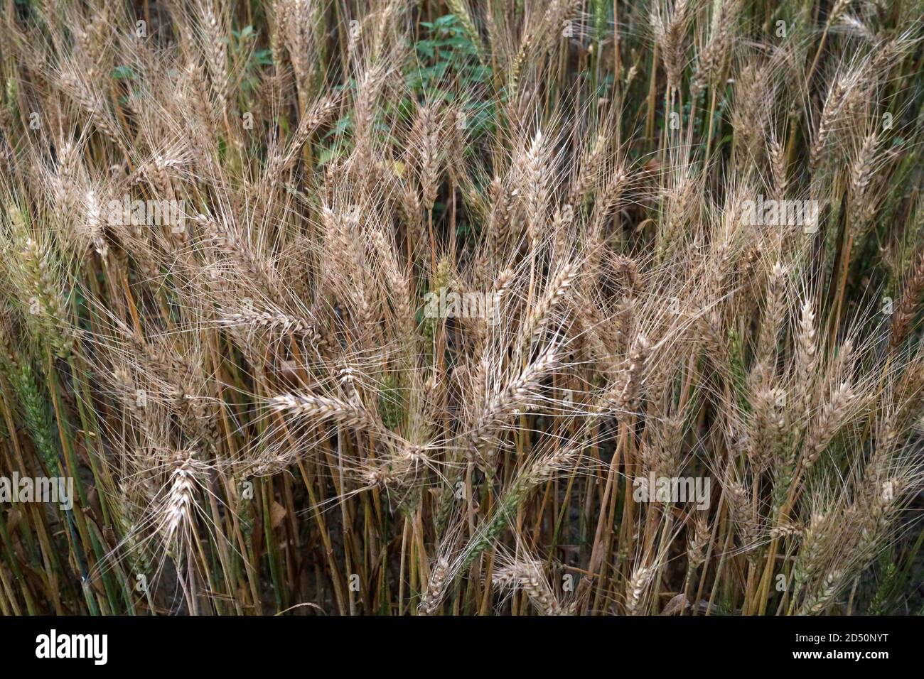 Pickle wheat swamp people hi-res stock photography and images - Alamy