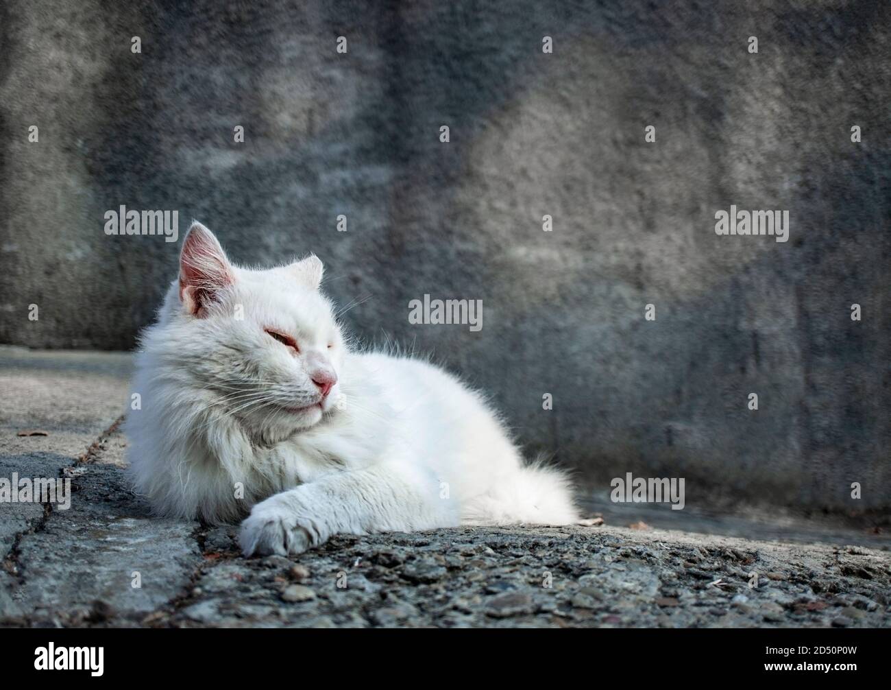 Kitty kitten big cat hi-res stock photography and images - Alamy