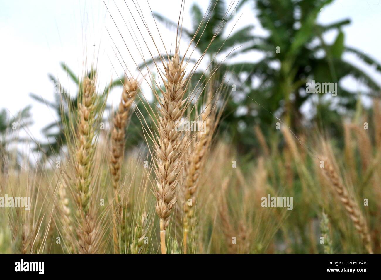 Cheyenne pickle wheat hi-res stock photography and images - Alamy