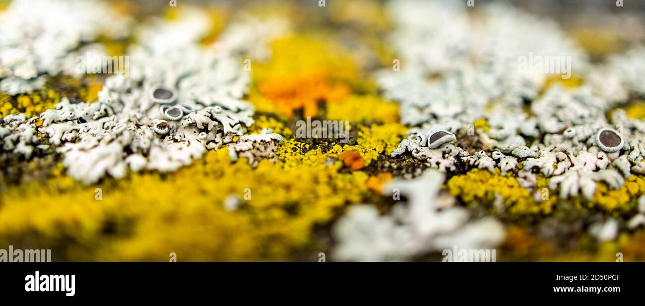 Focus texture hi-res stock photography and images - Alamy