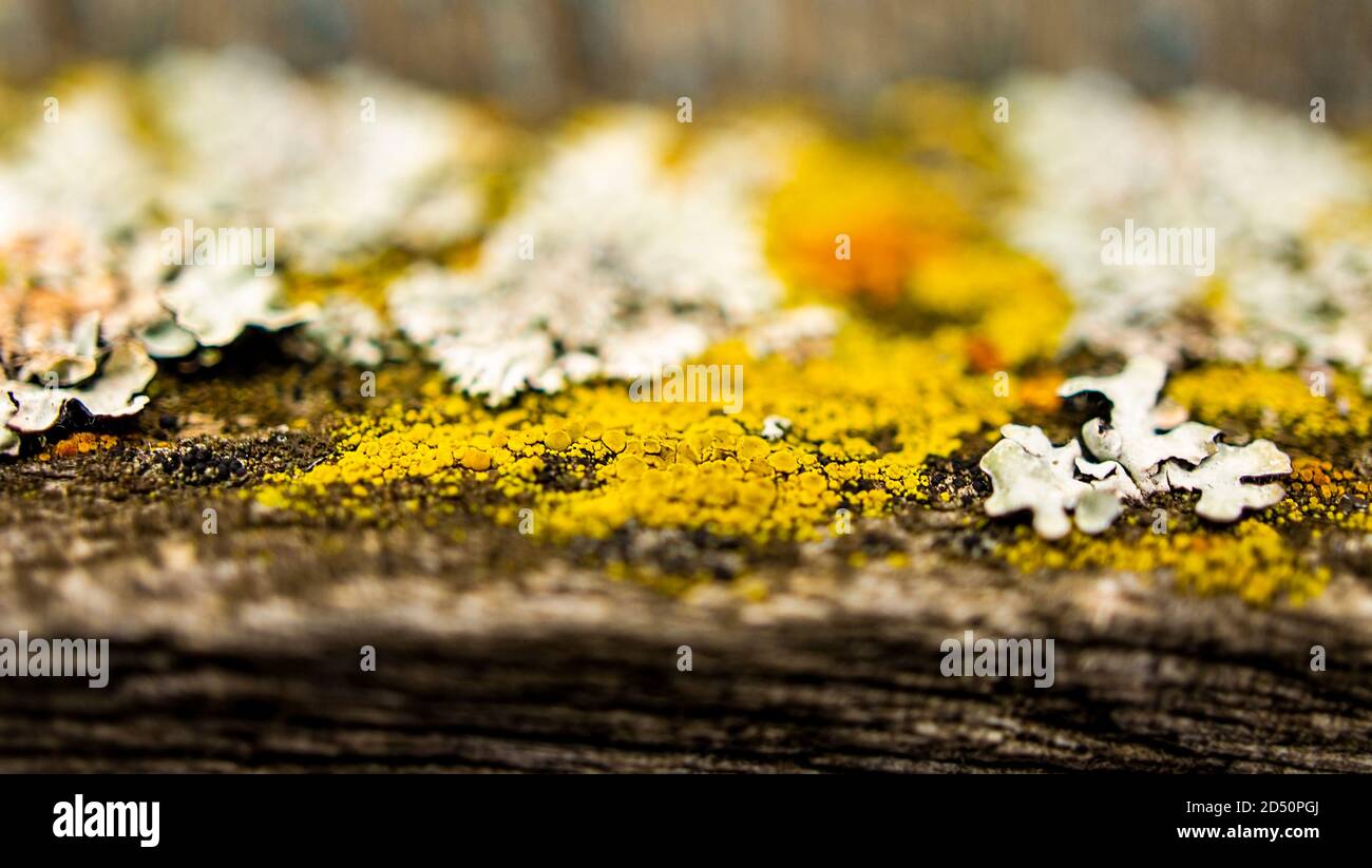 Focus texture hi-res stock photography and images - Alamy