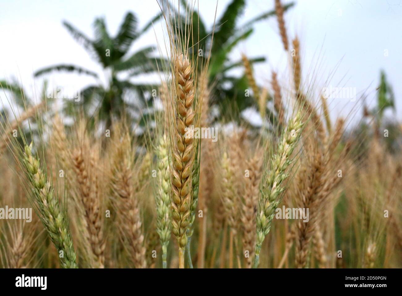 Cheyenne pickle wheat hi-res stock photography and images - Alamy