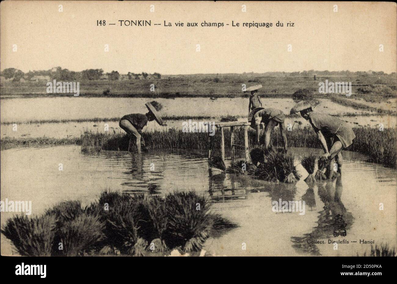 Tonkin Vietnam, La Vie aux Champs, Le repiquage du riz | usage ...