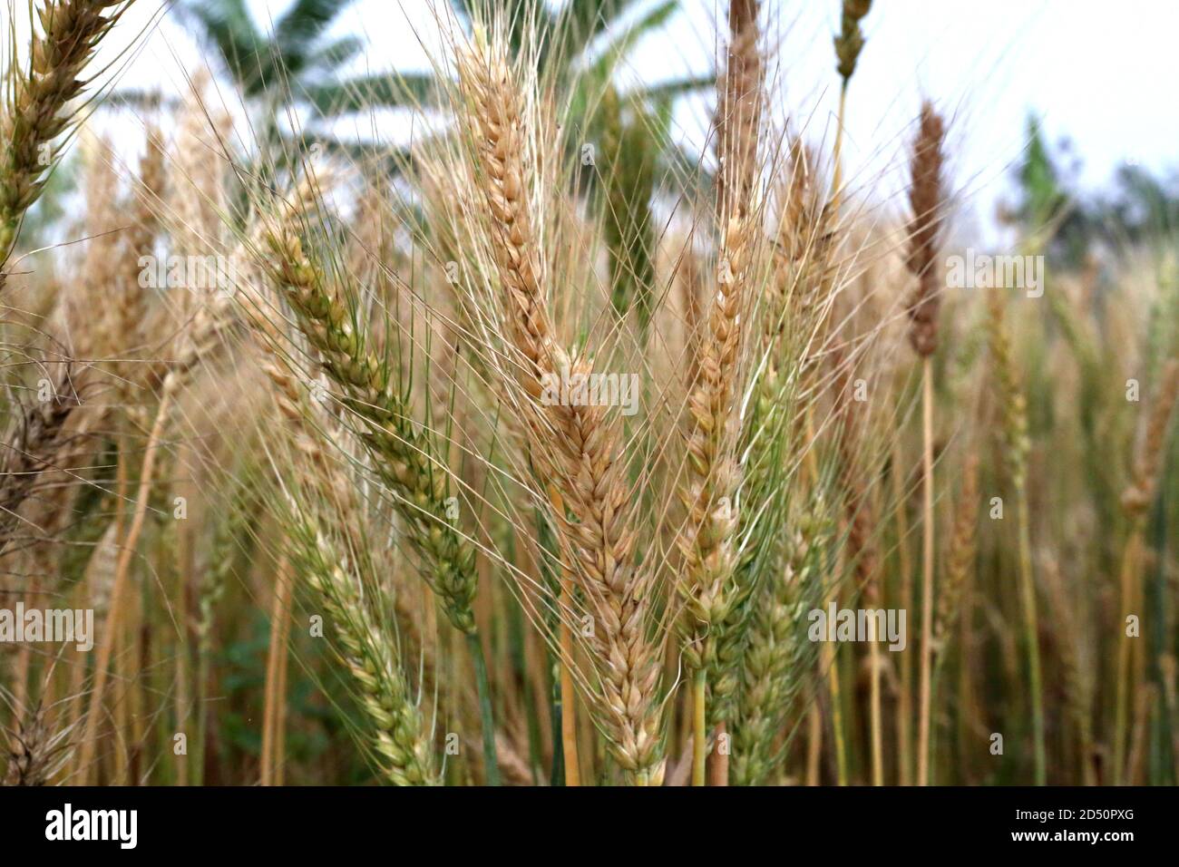 What happened to pickle wheat from swamp people hi-res stock ...