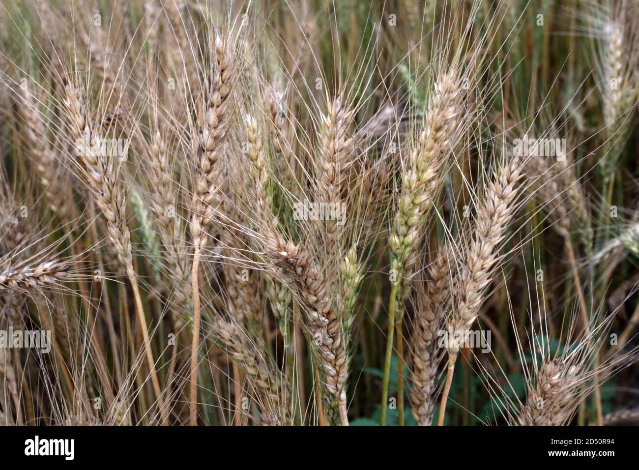 Ripe Wheat Growing on the Field Stock Photo - Alamy