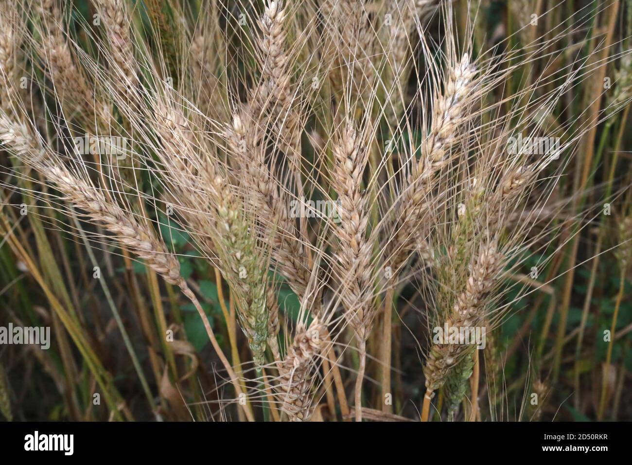 What happened to pickle wheat hi-res stock photography and images - Alamy