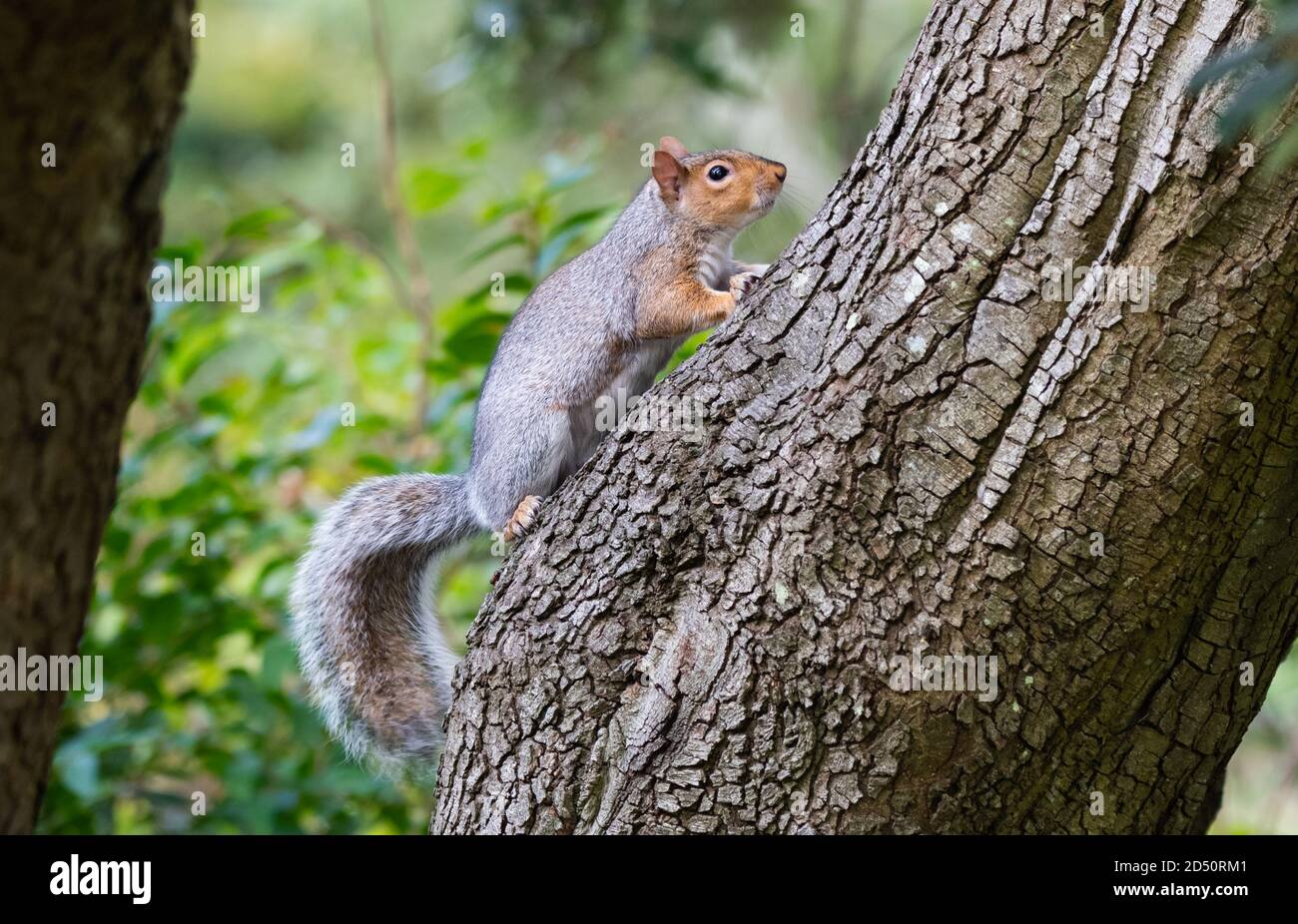 How To Draw A Squirrel Climbing A Tree