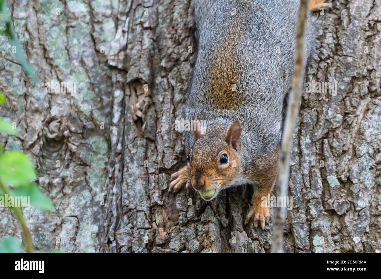 Eastern Grey Squirrel (Gray Squirrel), Sciurus carolinensis, running ...