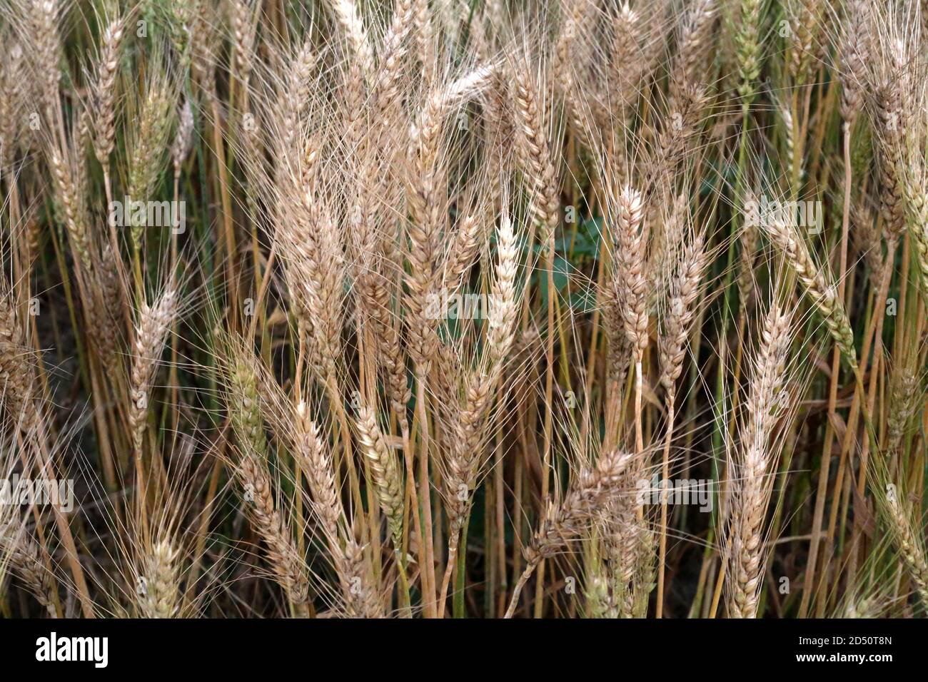 Pickle wheat swamp people hi-res stock photography and images - Alamy
