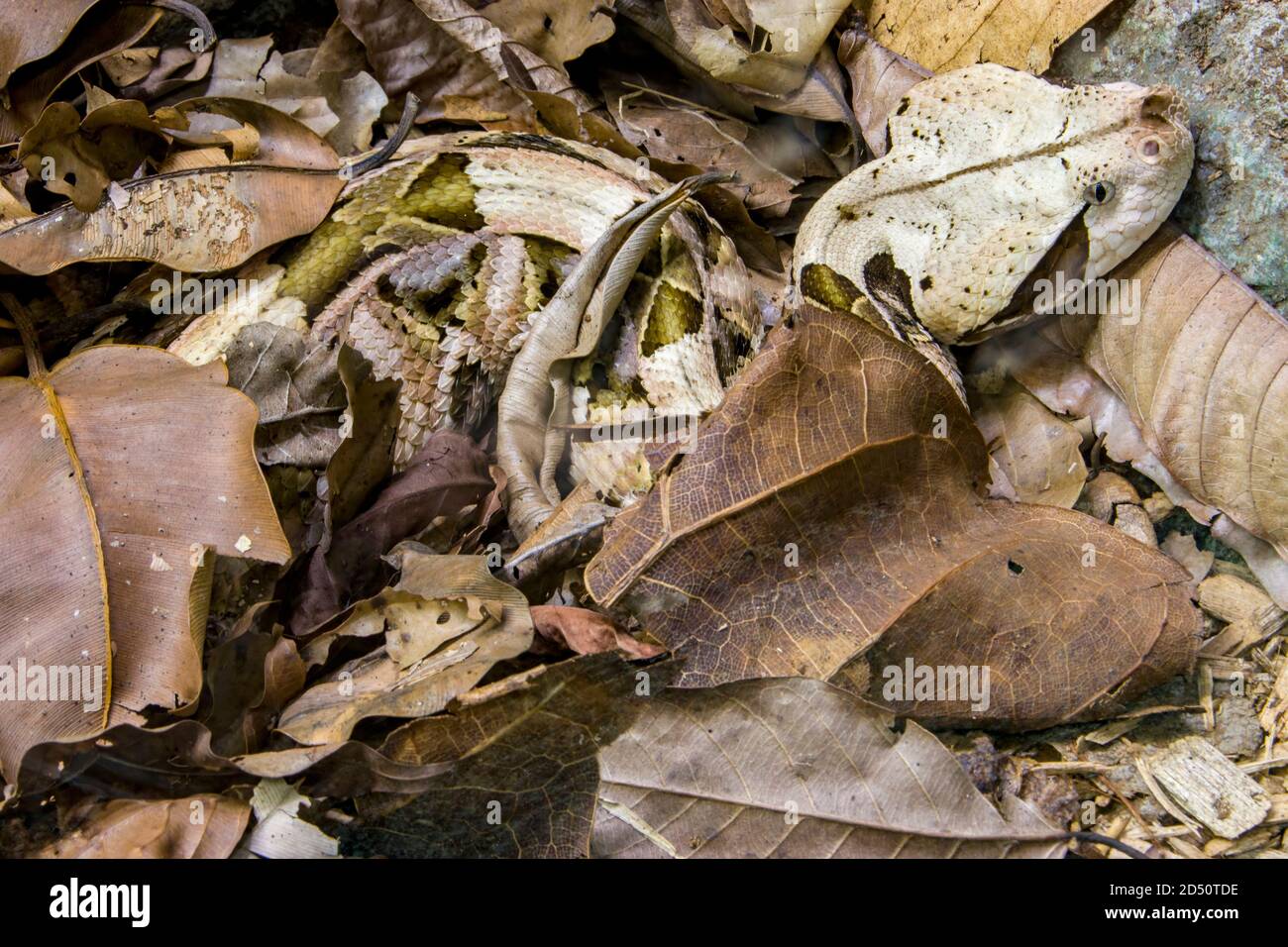 The Gaboon viper (Bitis gabonica) is a viper species found in the ...