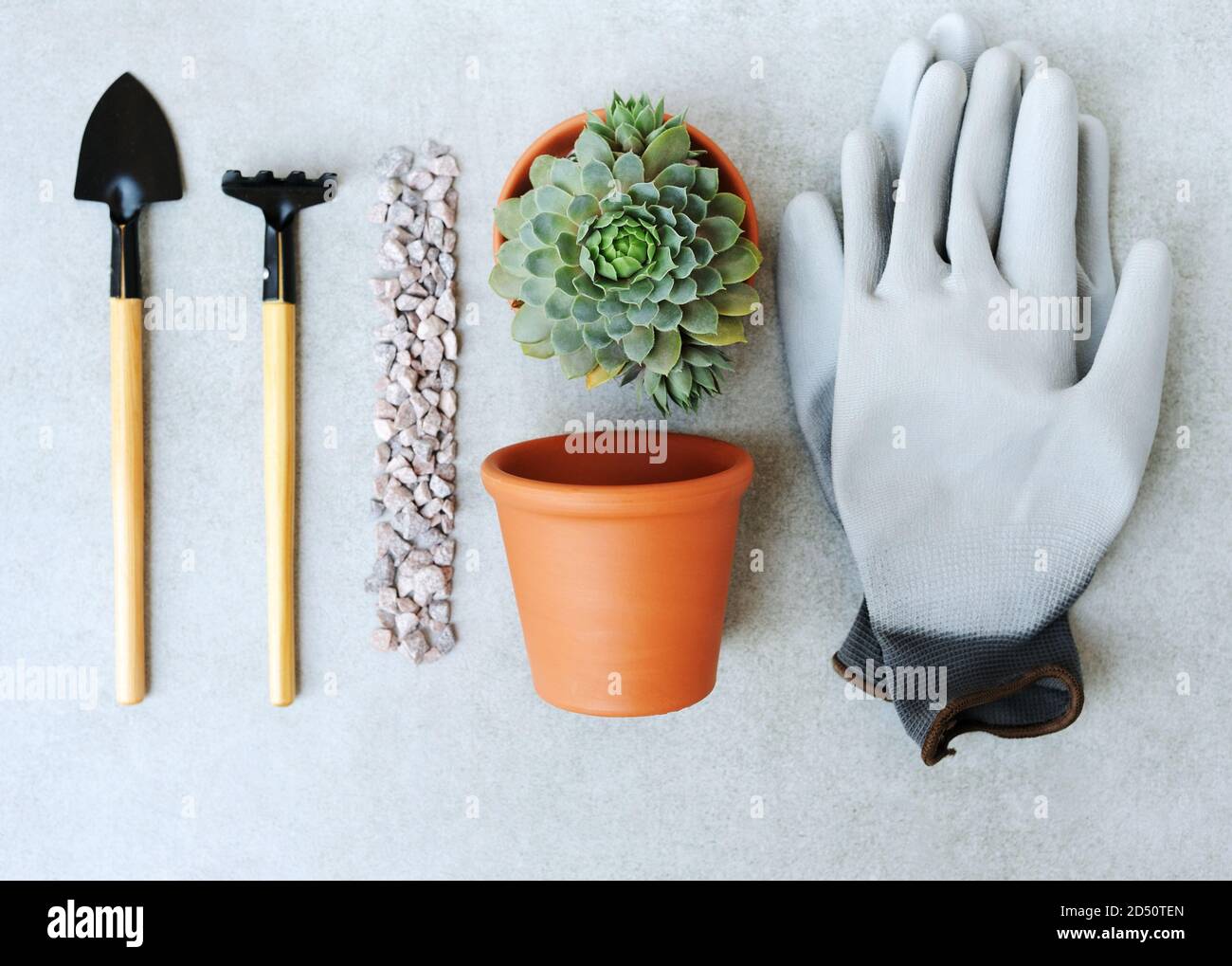 Planting succulent plants. Background with plant, work gloves, rake ...