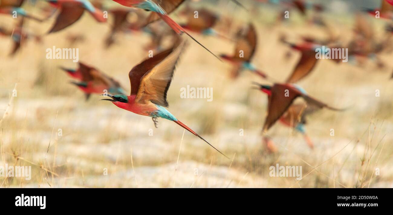 Carmine bee eaters in flight Stock Photo - Alamy