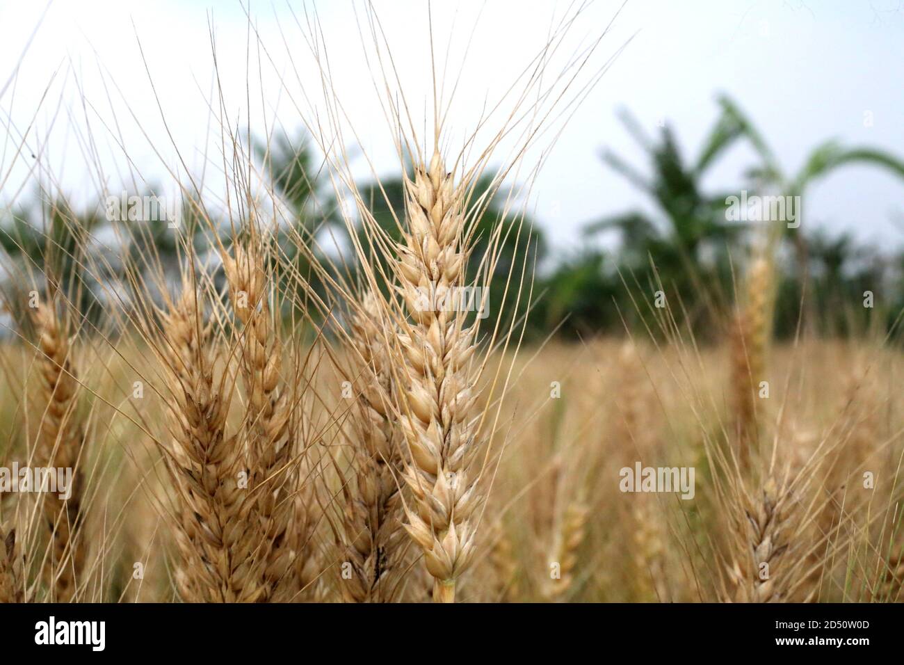 What happened to pickle wheat from swamp people hi-res stock ...