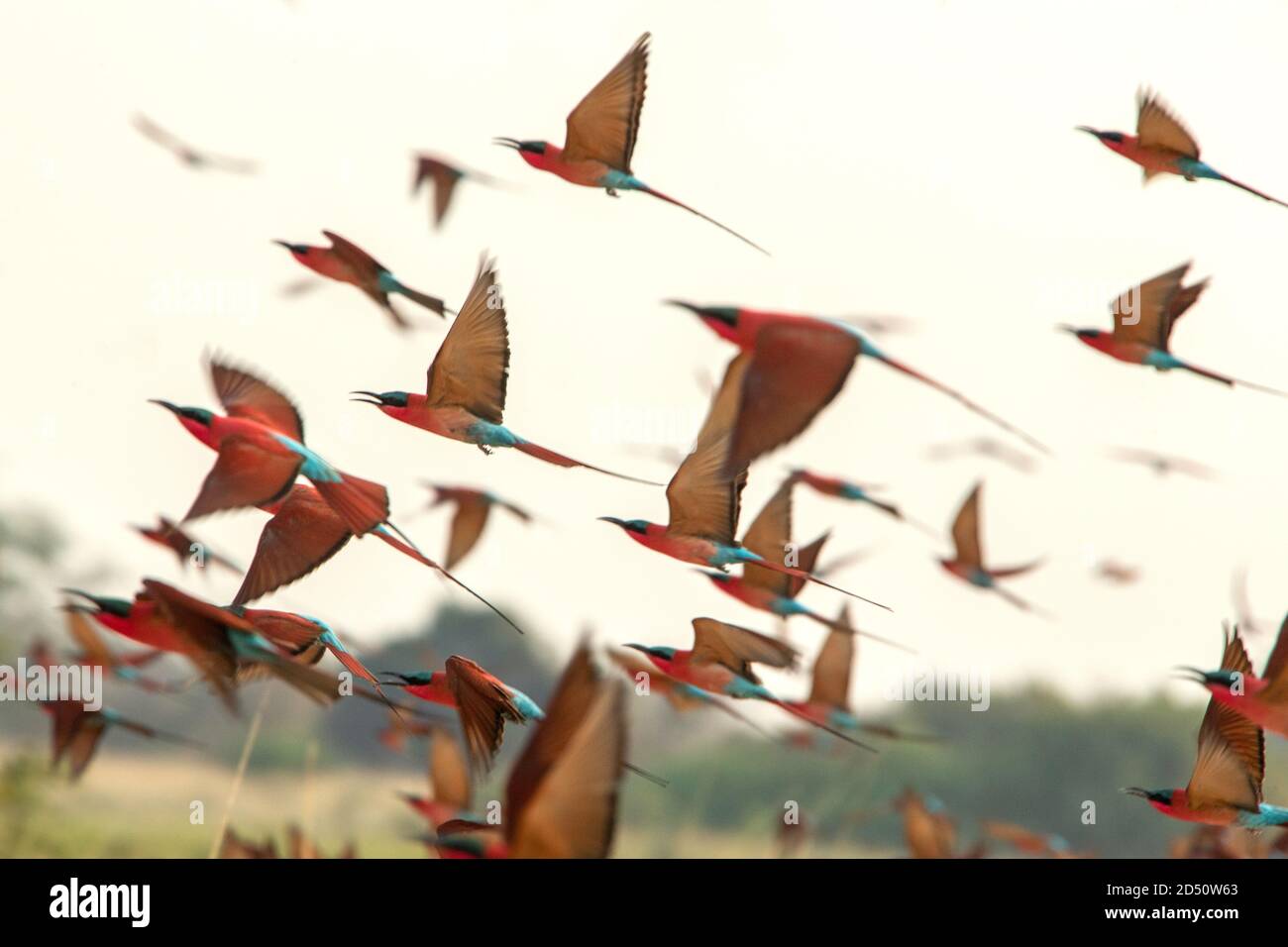 A flock of Southern Carmine Bee Eaters in flight Stock Photo - Alamy