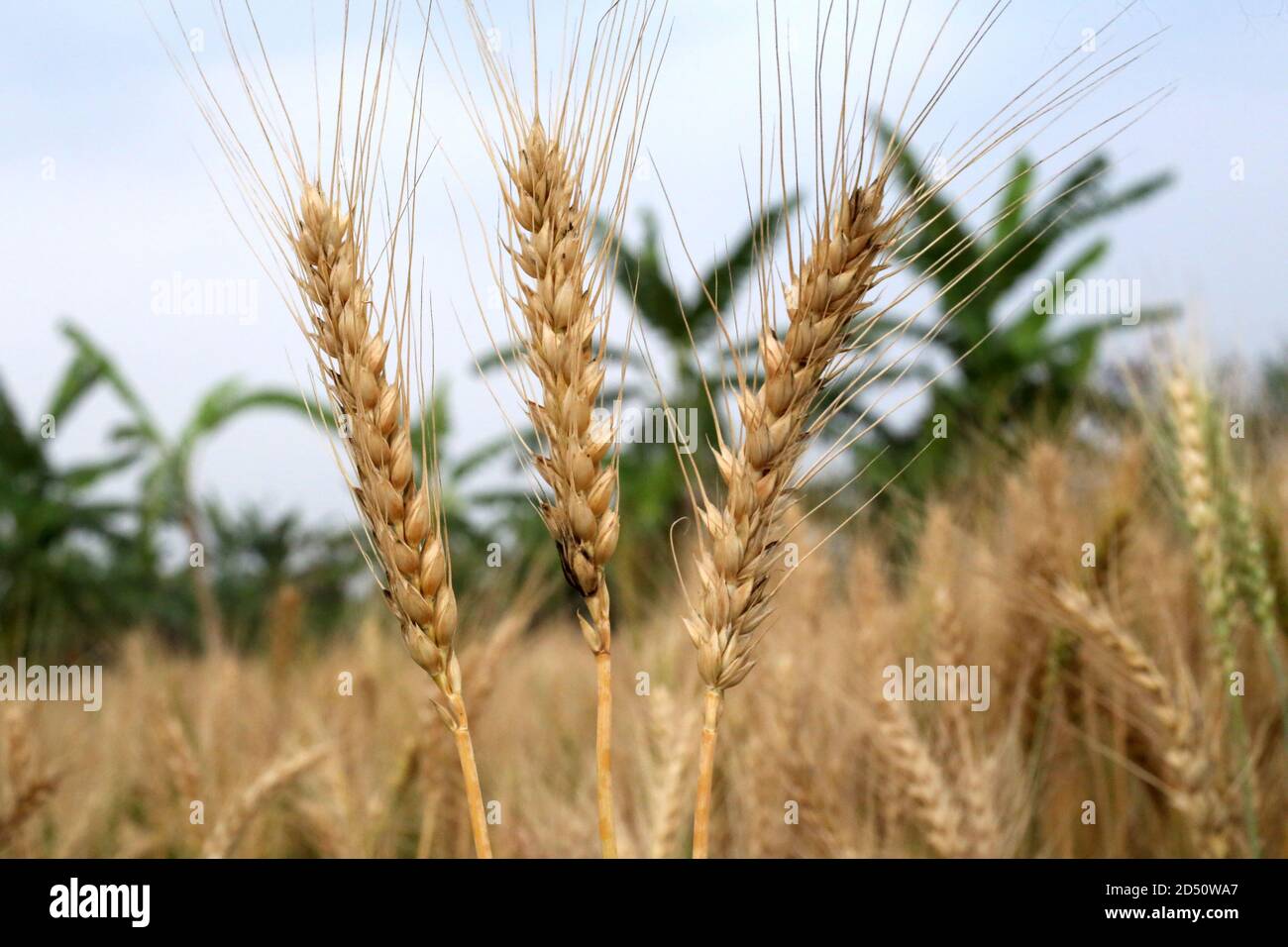 Ripe Wheat Growing on the Field Stock Photo - Alamy