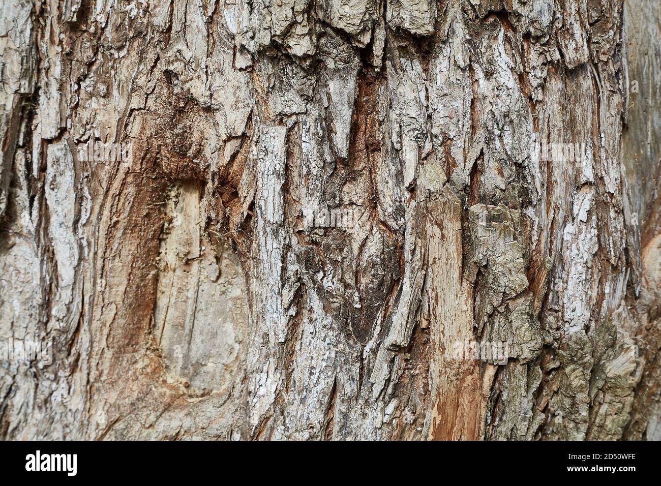 Tree trunk in a forest Stock Photo - Alamy