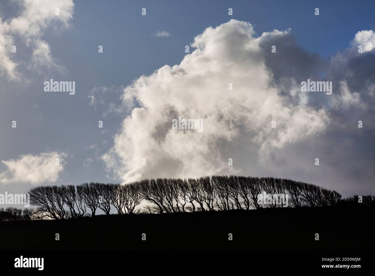 Line of small trees silhouetted on a hillside against a cloudy sky ...