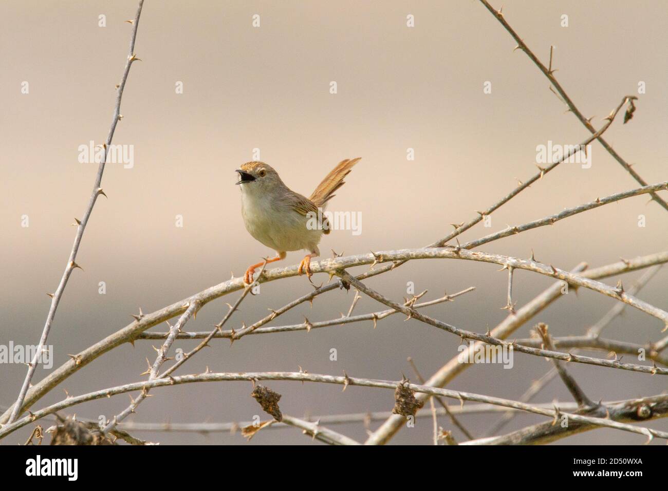 Graceful Prinia (Prinia gracilis) on a branch, Photographed in the ...