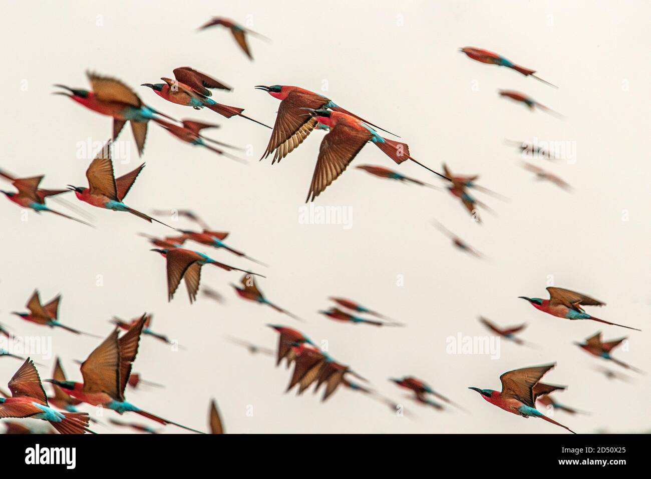 A flock of Southern Carmine Bee Eaters in flight Stock Photo - Alamy