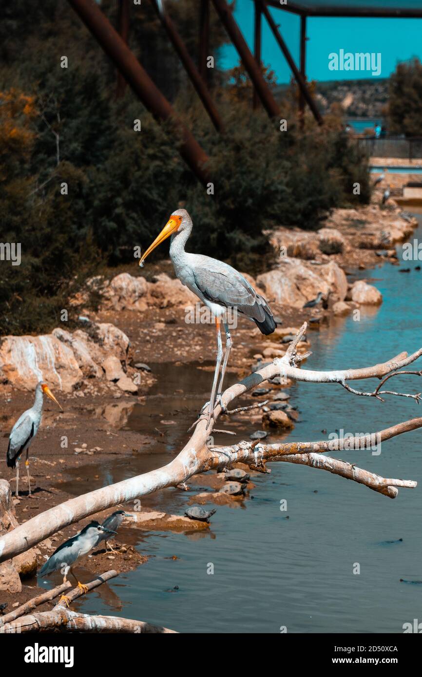 Vertical shot of a big bird with a long yellow beak sitting on a tree ...