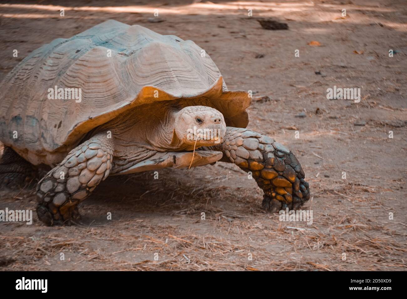 Huge turtle with a big shell walking on a deserted area Stock Photo - Alamy