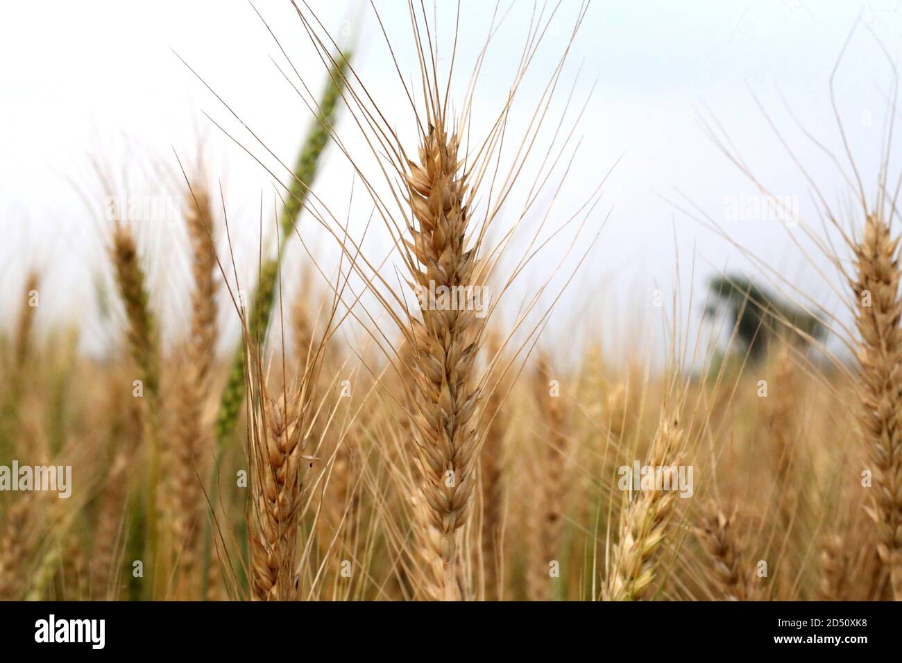 Pickle wheat swamp people hi-res stock photography and images - Alamy