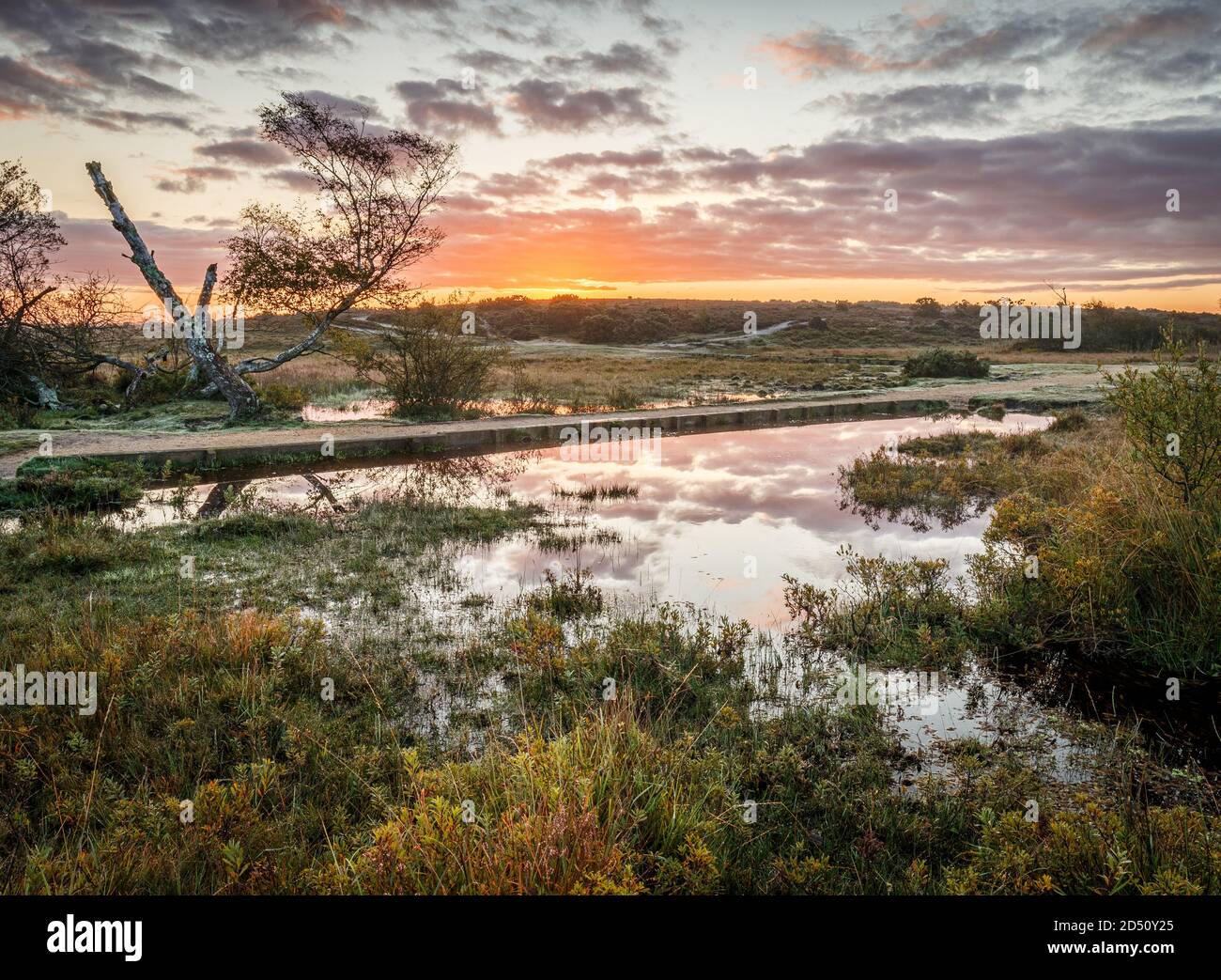 Sunrise on an early autumn morning in the New Forest. A raised footpath ...