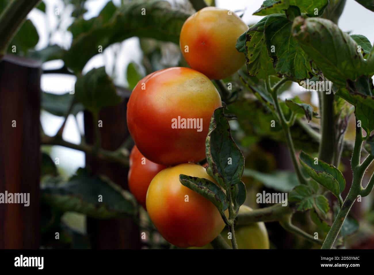 Tomatoes on a tomato bush in the garden Stock Photo - Alamy
