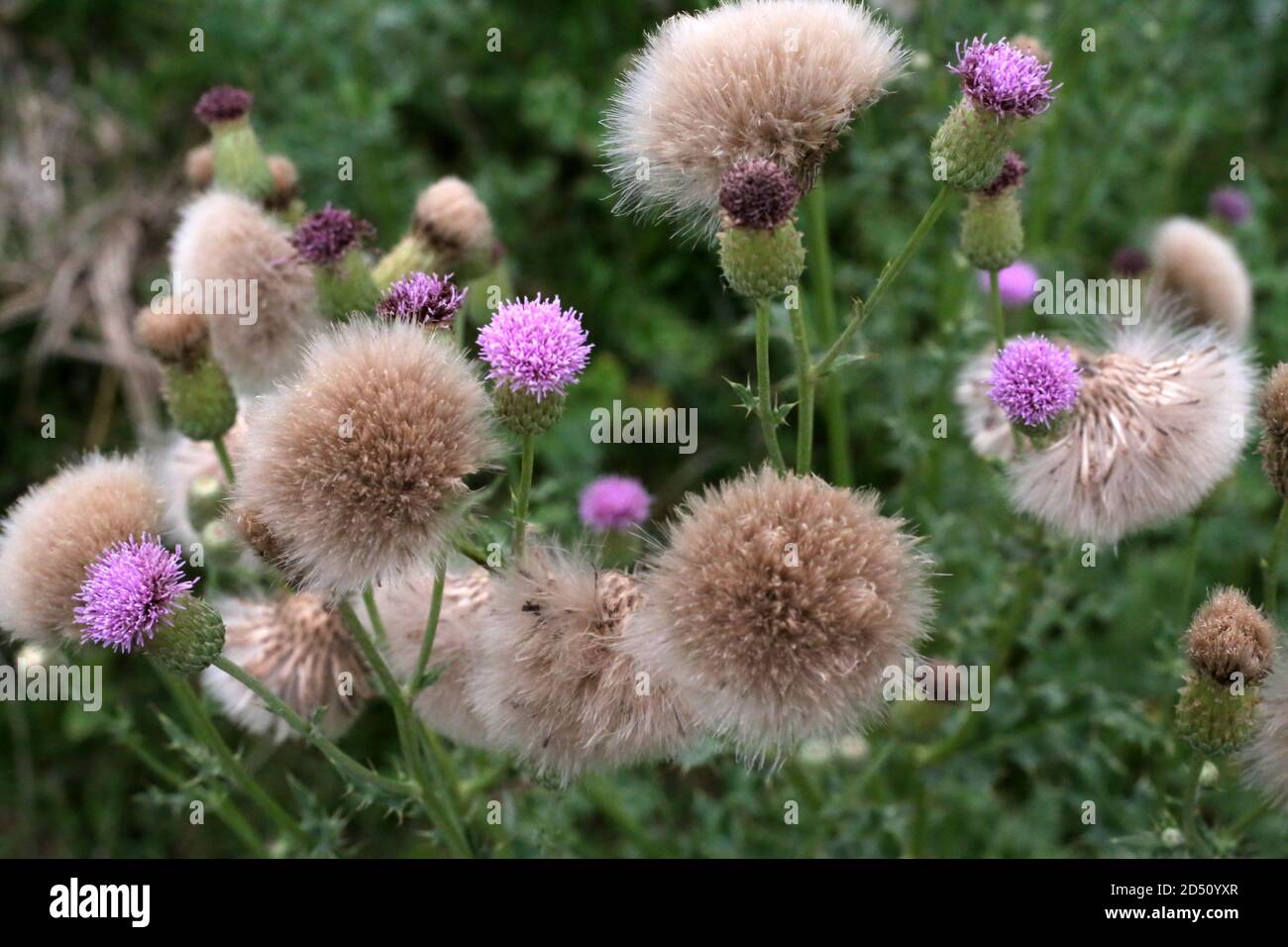 Wild flowers names hi-res stock photography and images - Alamy