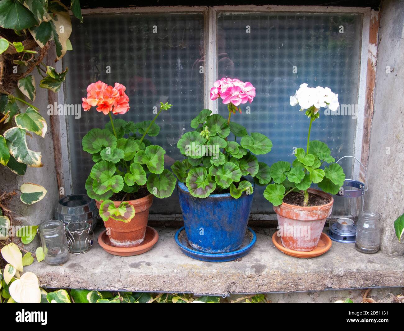 Geraniums on an outdoors window shelf Stock Photo - Alamy