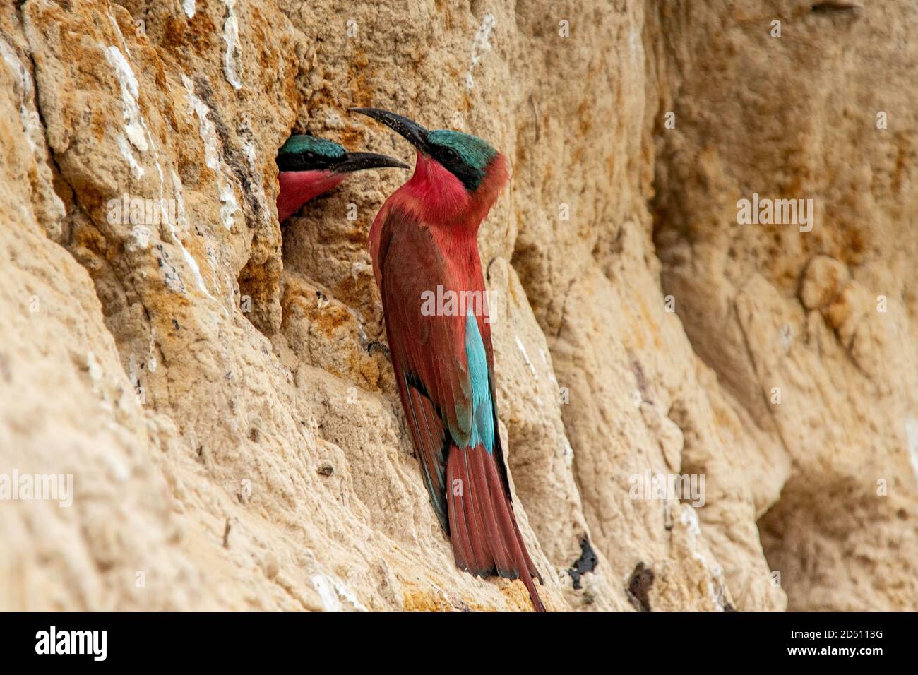 A Southern Carmine Bee Eaters perched near its nest in the Kuando river ...