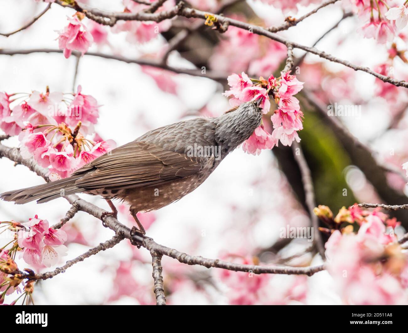 Japanese bird cherry blossom hi-res stock photography and images - Alamy