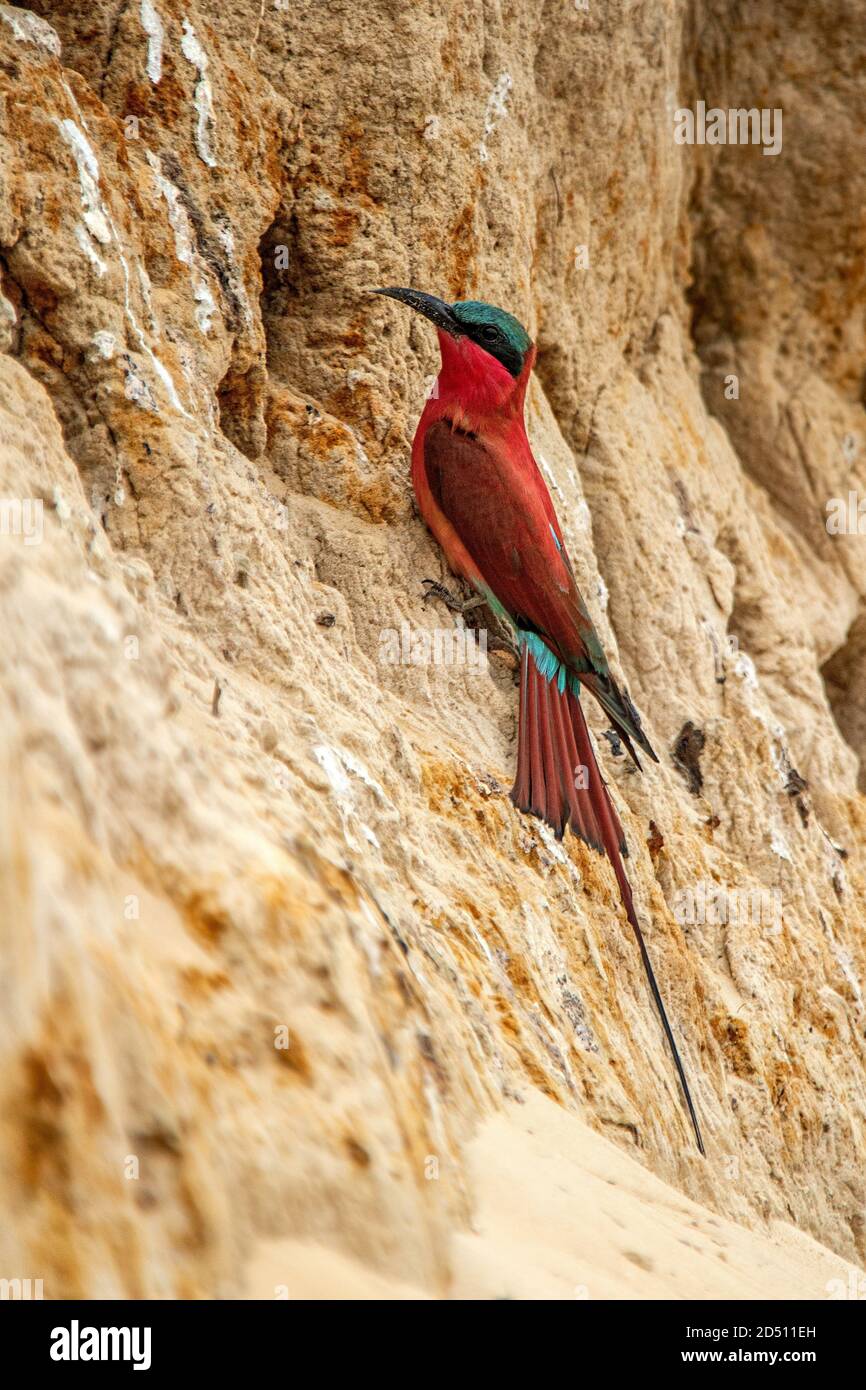 A Southern Carmine Bee Eaters perched near its nest in the Kuando river ...
