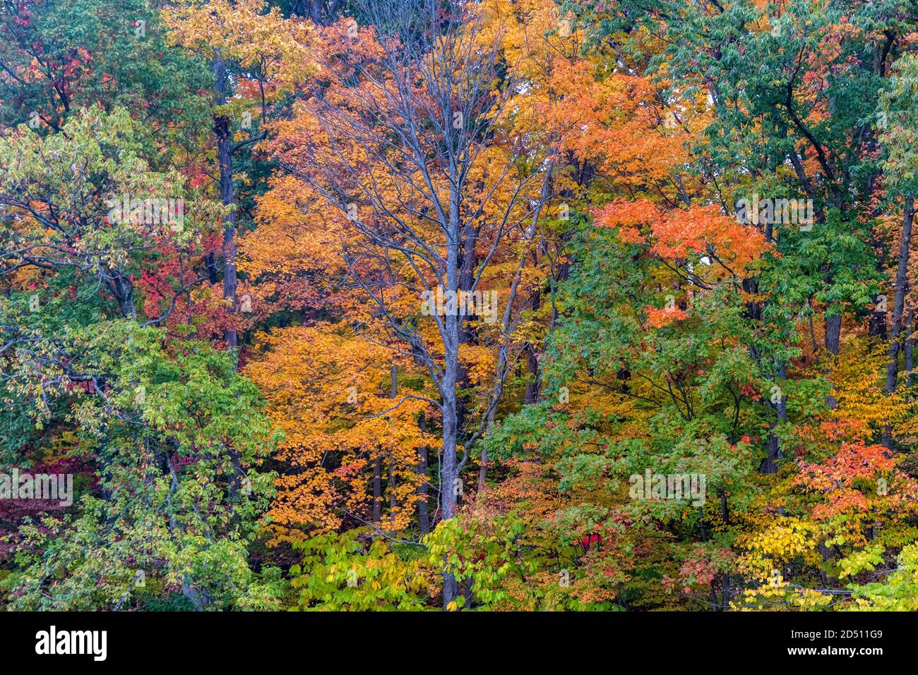 Beautiful Fall Foliage Background in Sharon Woods Park in Cincinnati ...