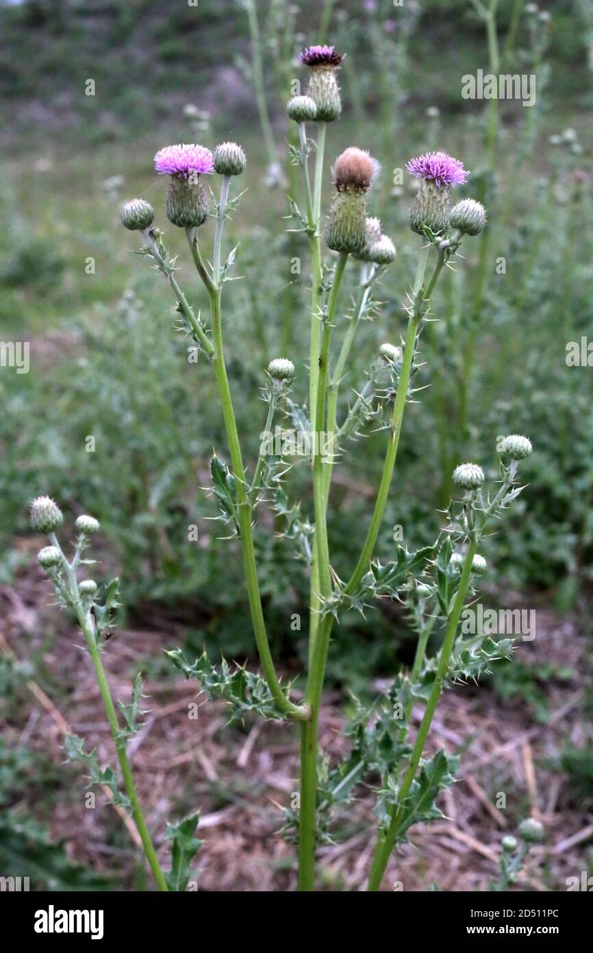 Wild flowers names hi-res stock photography and images - Alamy