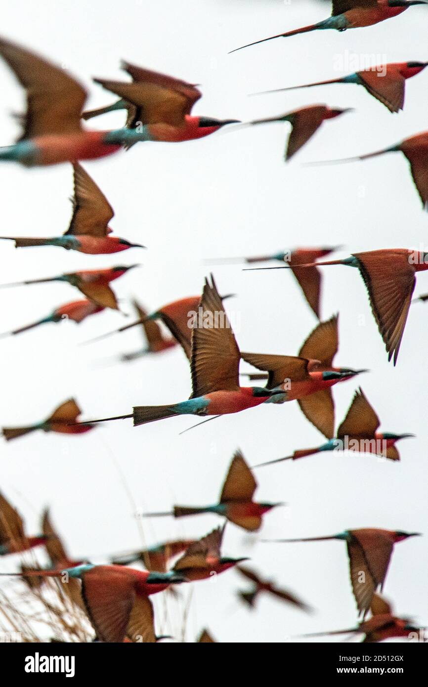 A colourful flock of Southern Carmine Bee Eaters in flight Stock Photo ...
