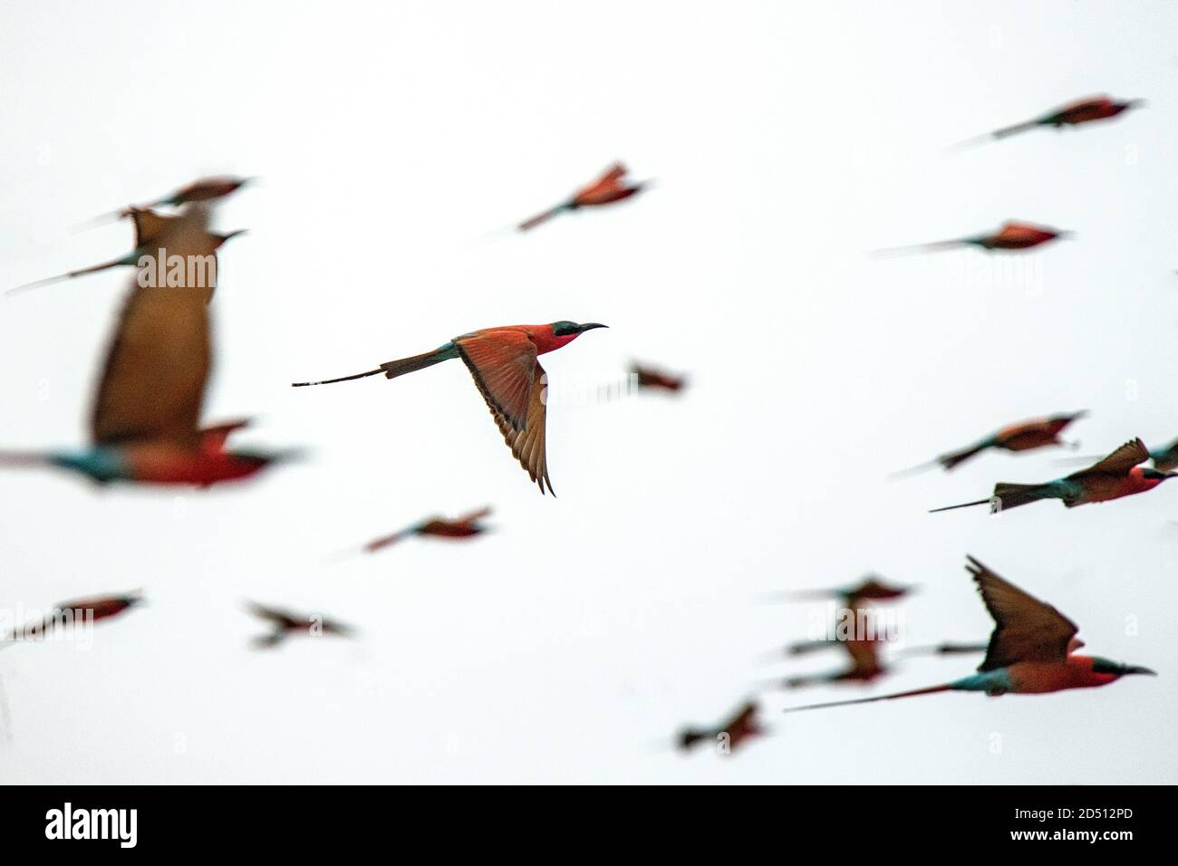 A flock of Southern Carmine Bee Eaters in flight Stock Photo - Alamy