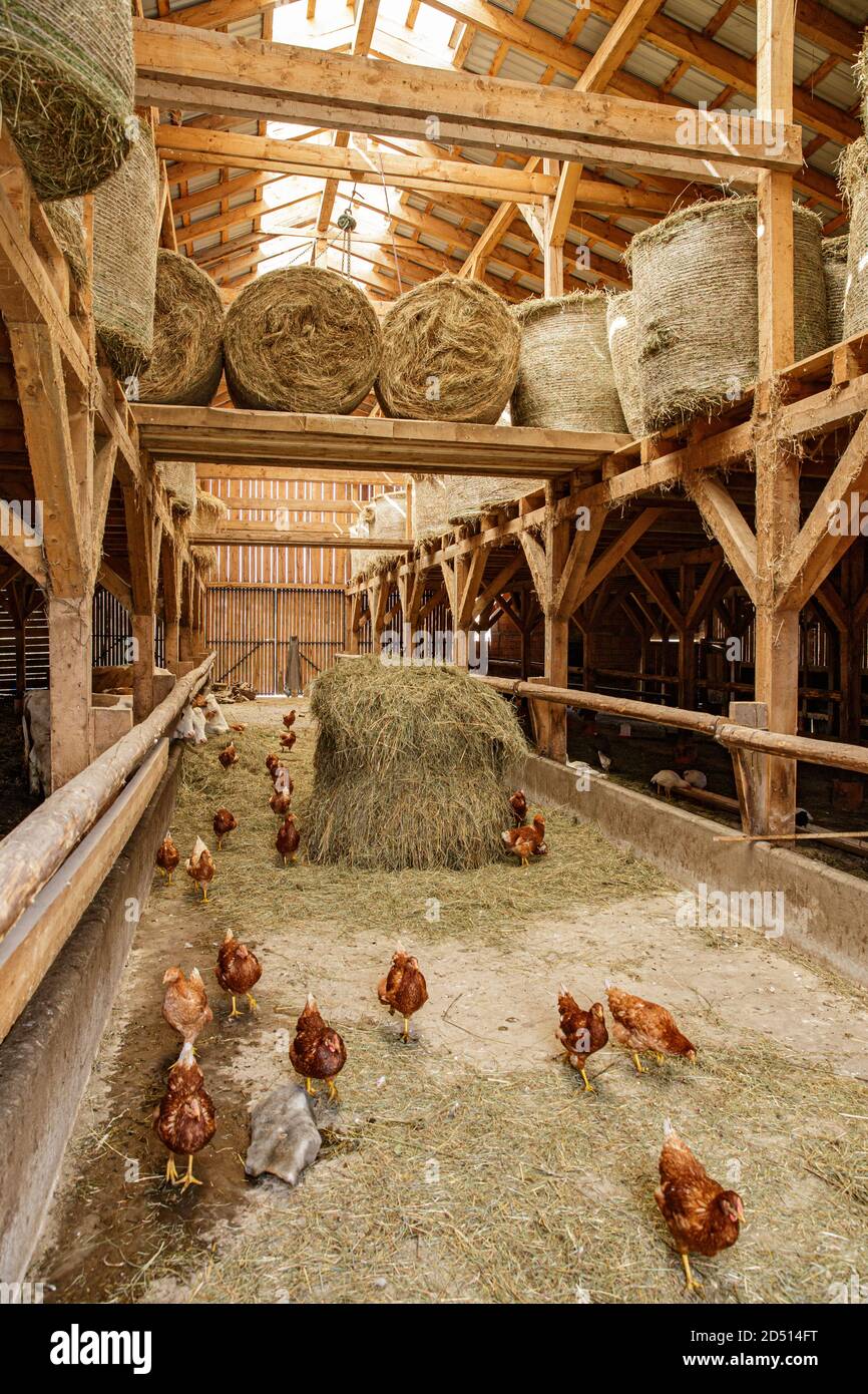 Hen walking past cattle while feeding dry straw Stock Photo - Alamy