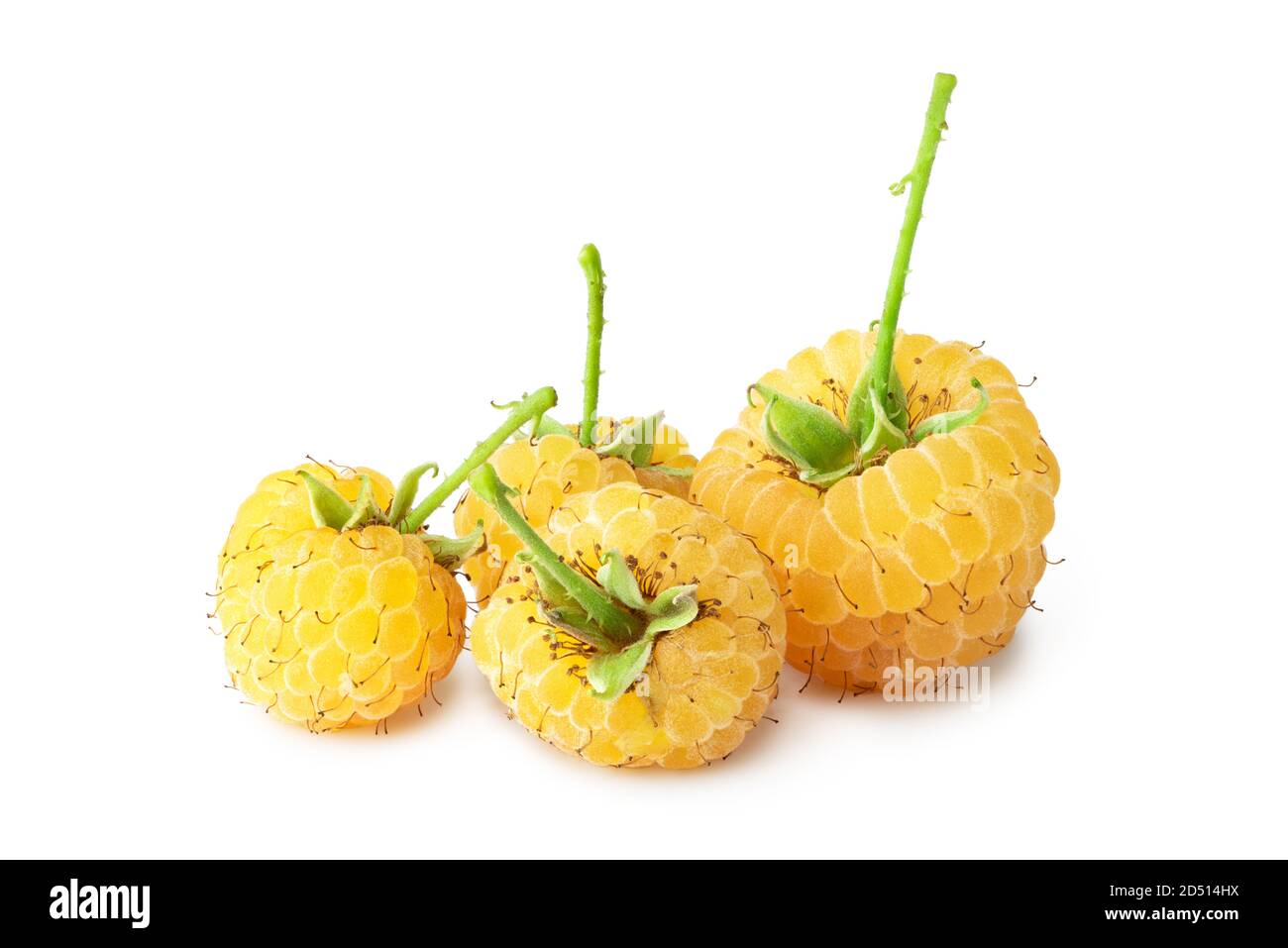 Four ripe yellow raspberry fruits with green stems isolated on white ...