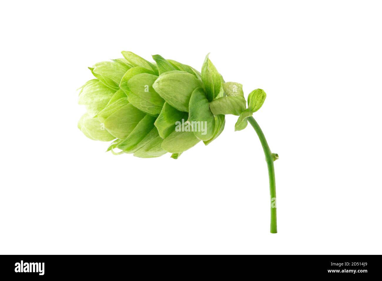 Hop cones isolated on white background. Full depth of field. Clipping ...