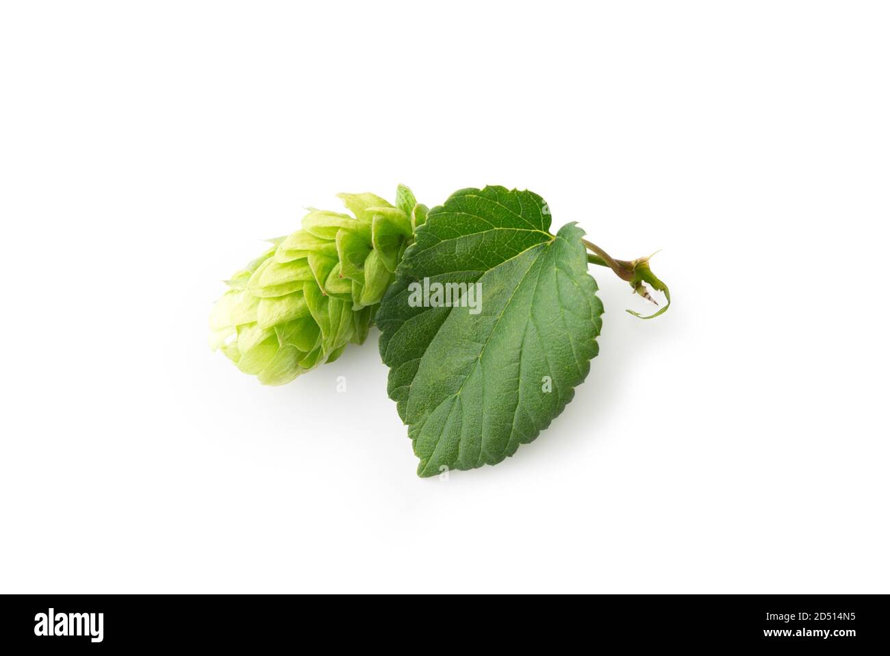 Hop cones with leaves isolated on white background. Full depth of field ...