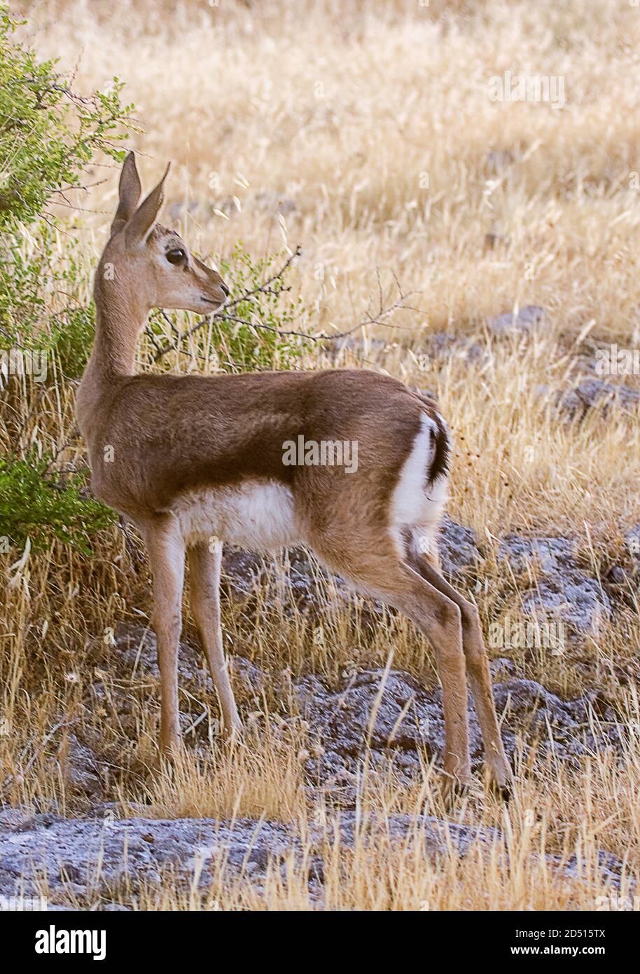 The mountain gazelle or the Palestine mountain gazelle (Gazella gazella ...