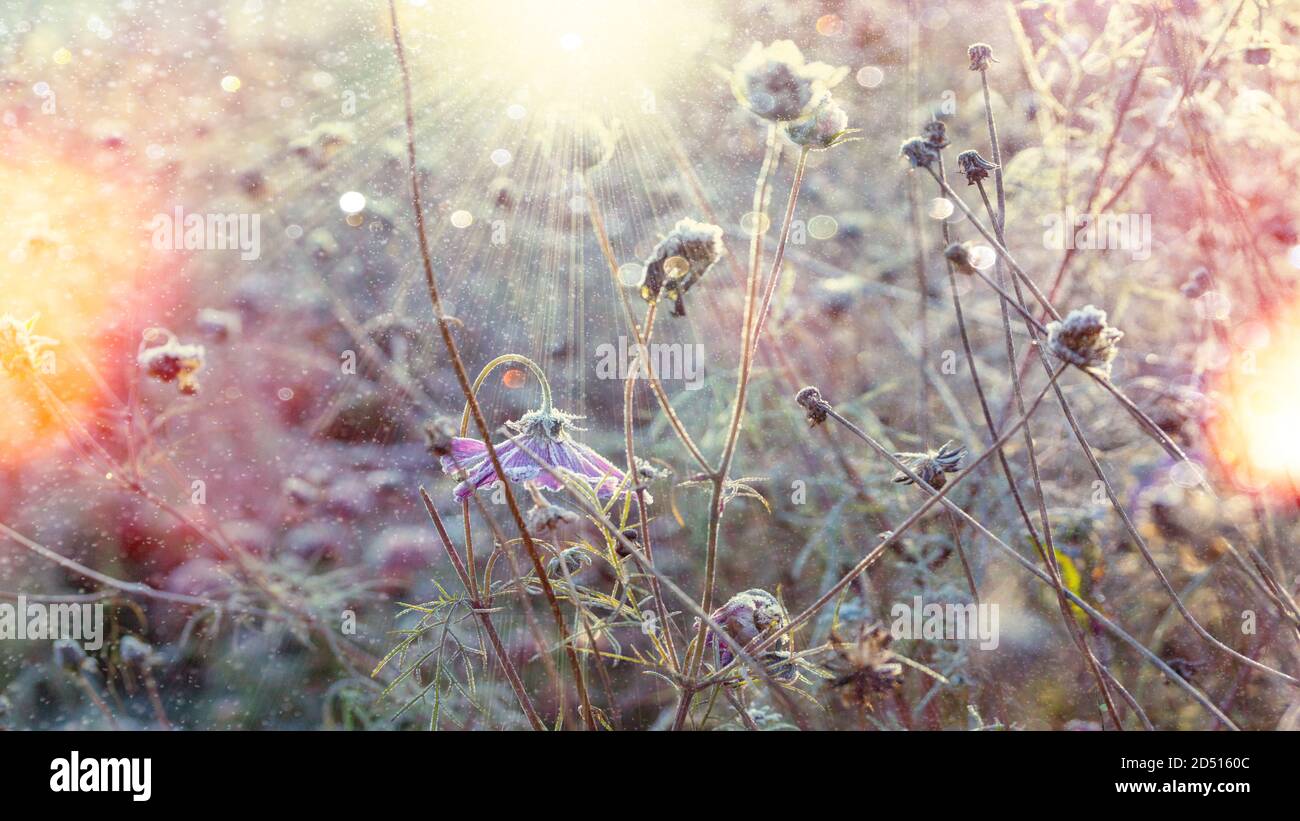 first frost flowers in frost ice crystals morning sun. autumn ...