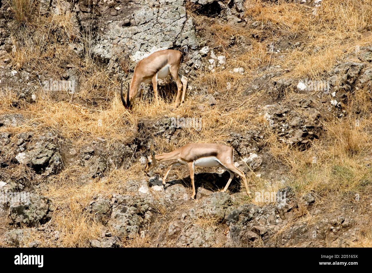 The mountain gazelle or the Palestine mountain gazelle (Gazella gazella ...