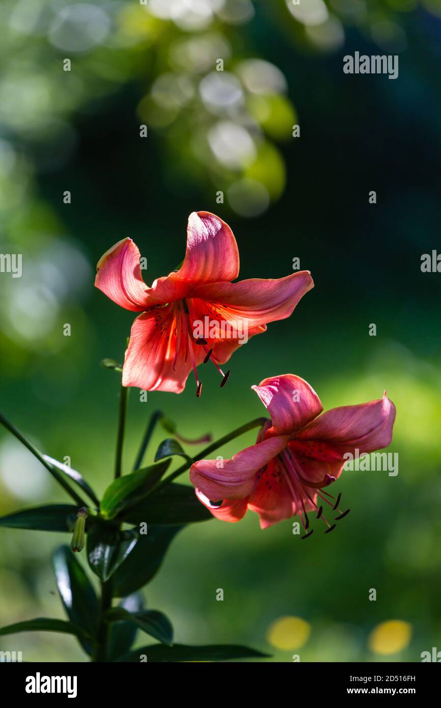 Red lilies hi-res stock photography and images - Alamy