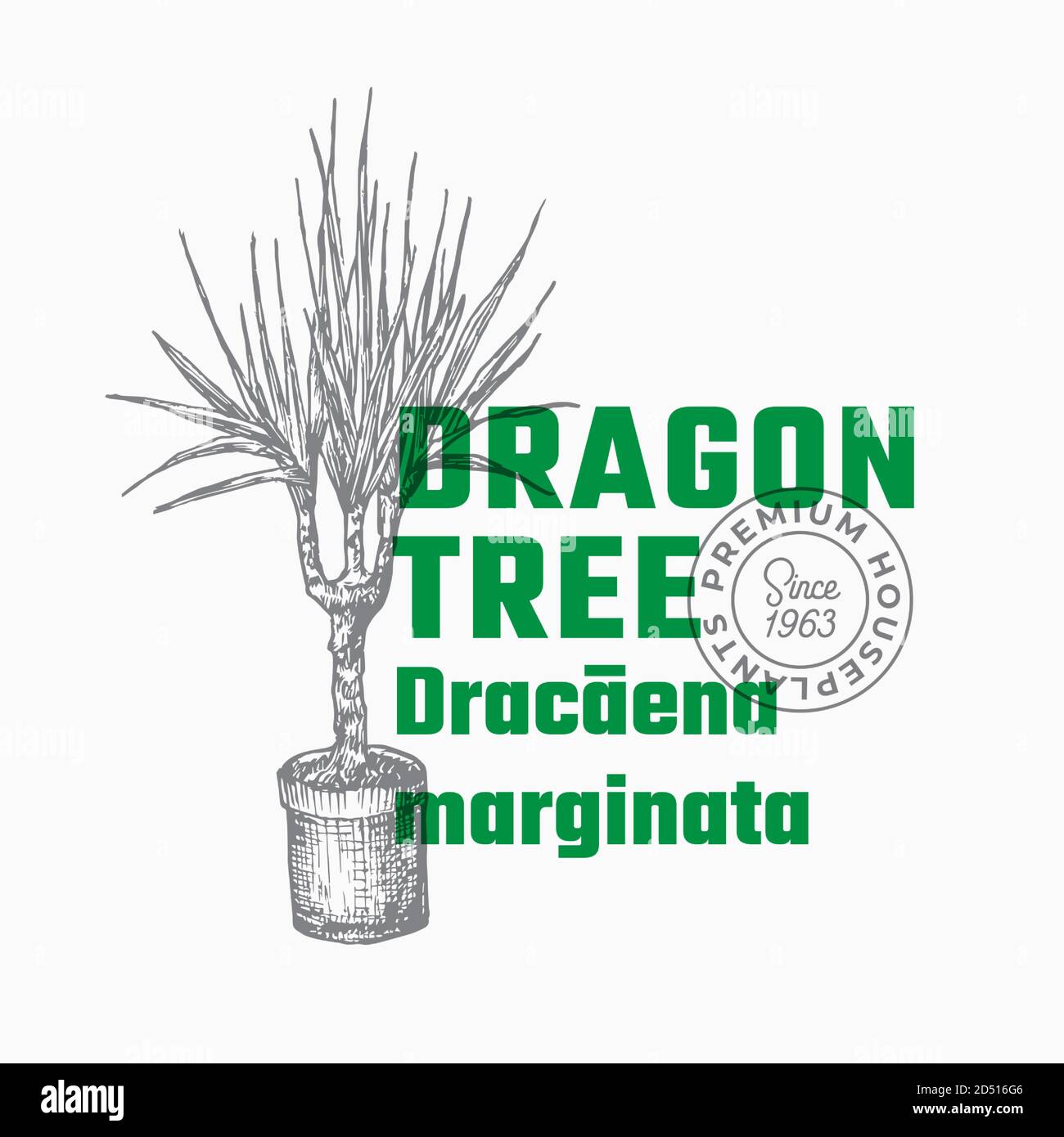 Dragon Tree Plant Abstract Vector Sign or Label Template. Hand Drawn ...