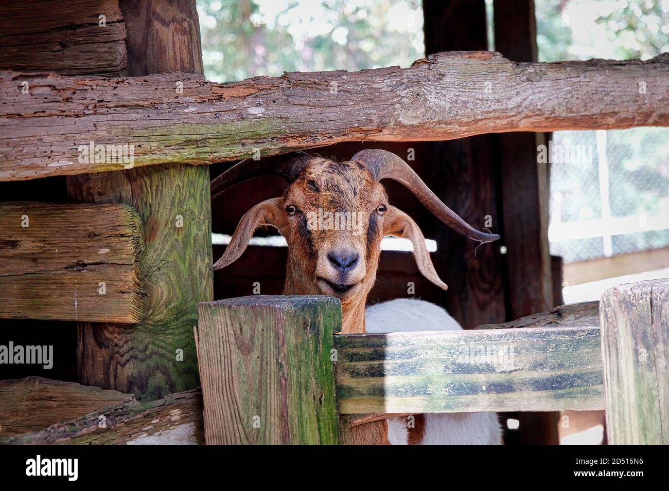 Beautiful Farm Animals of different types Stock Photo - Alamy