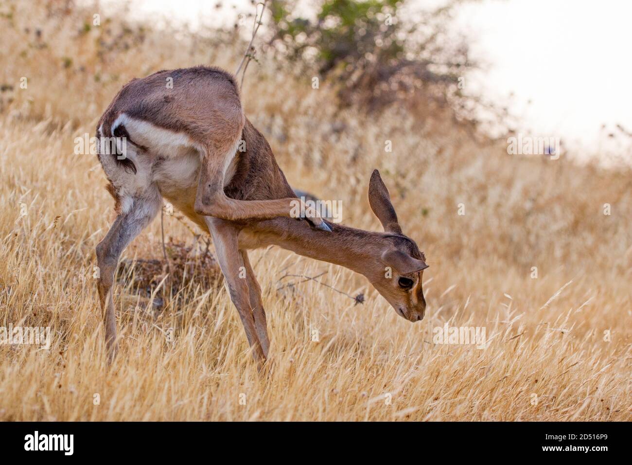 The mountain gazelle or the Palestine mountain gazelle (Gazella gazella ...